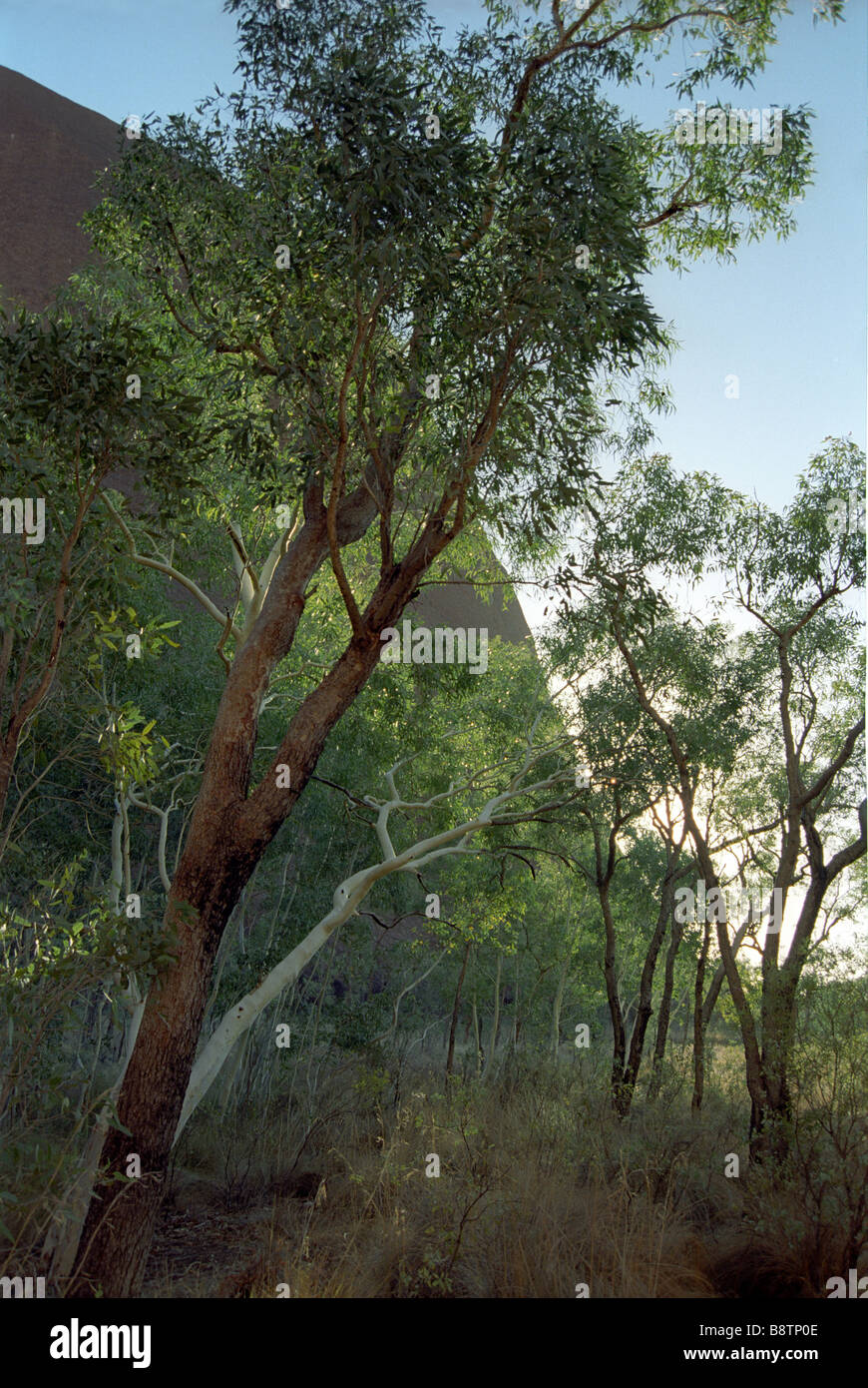 Ayers Rock (Uluru) through the trees in the Northern Territory ...