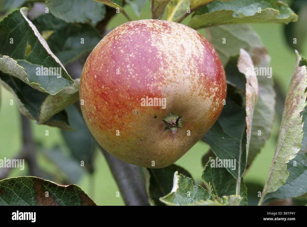 A Ribston Pippin Apple hangs in the orchard at Berrington Hall Stock ...