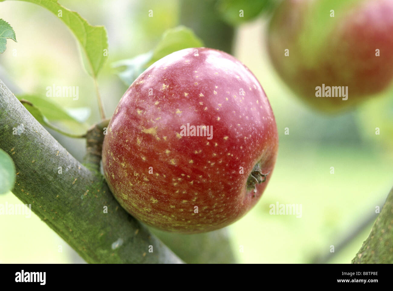 A Ten Commandments apple variety pictured in Berrington Hall during ...