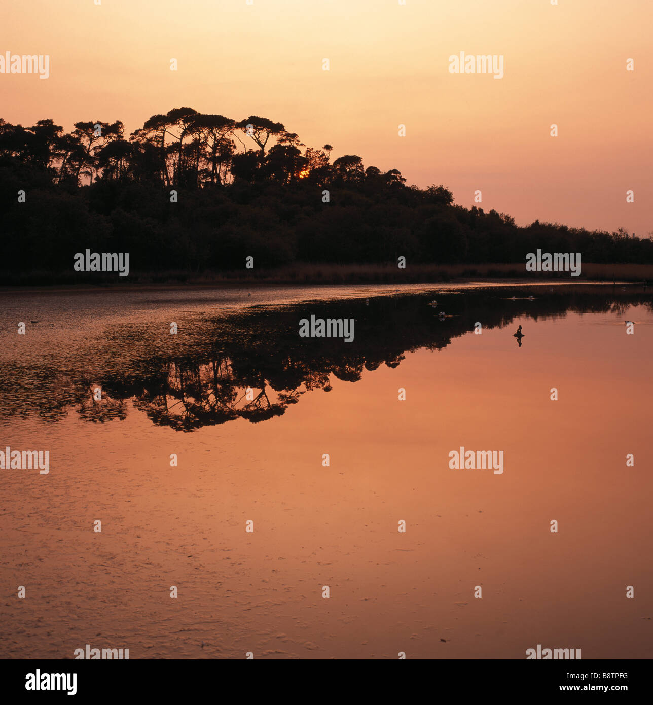 Brownsea island dorset sunset hi-res stock photography and images - Alamy