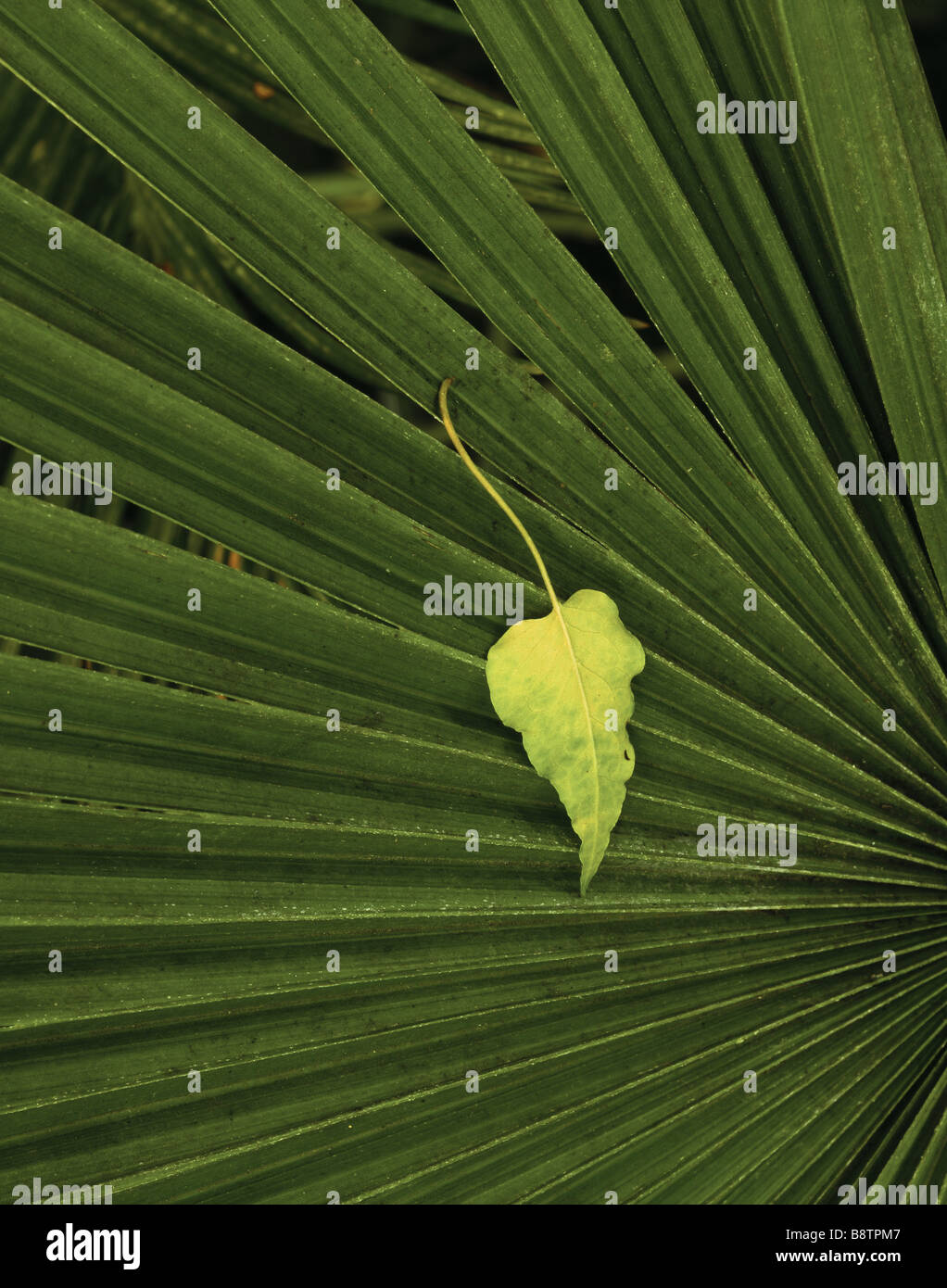 A pointed leaf resting on the long leaves of another plant in the ...