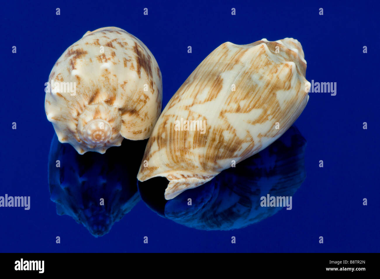Two Shells with Reflective Blue Background Stock Photo - Alamy