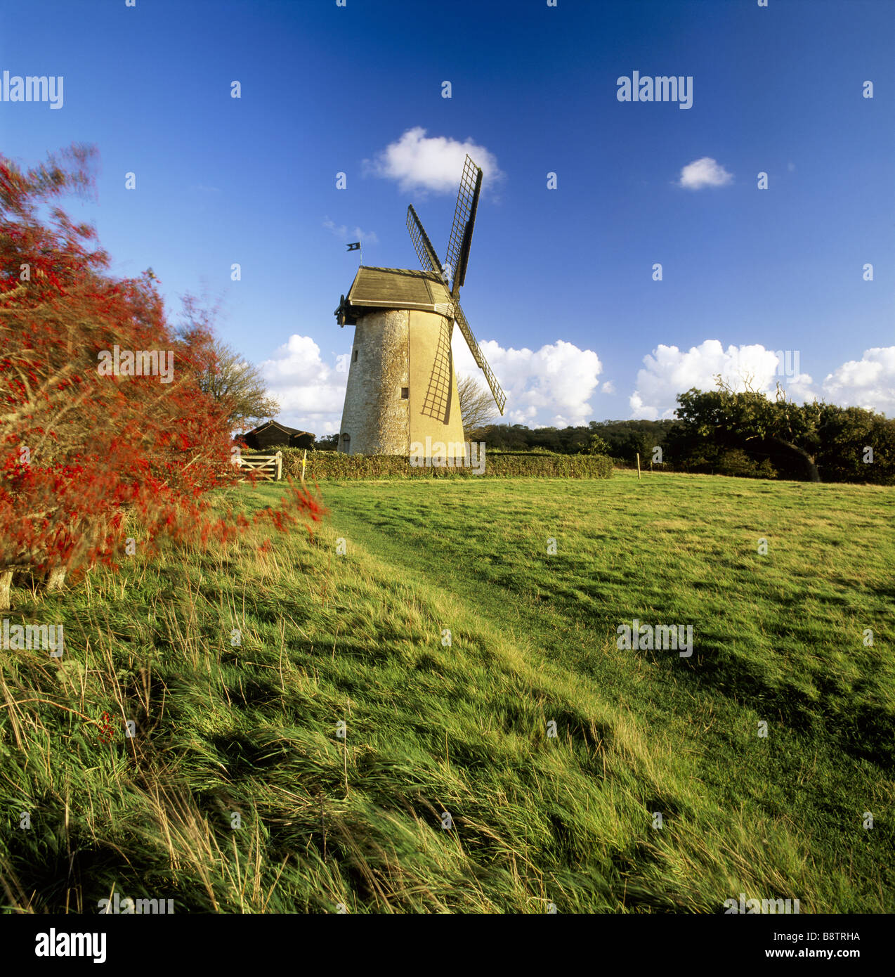Bembridge Windmill built c 1700 Isle of Wight with autumn berries at ...