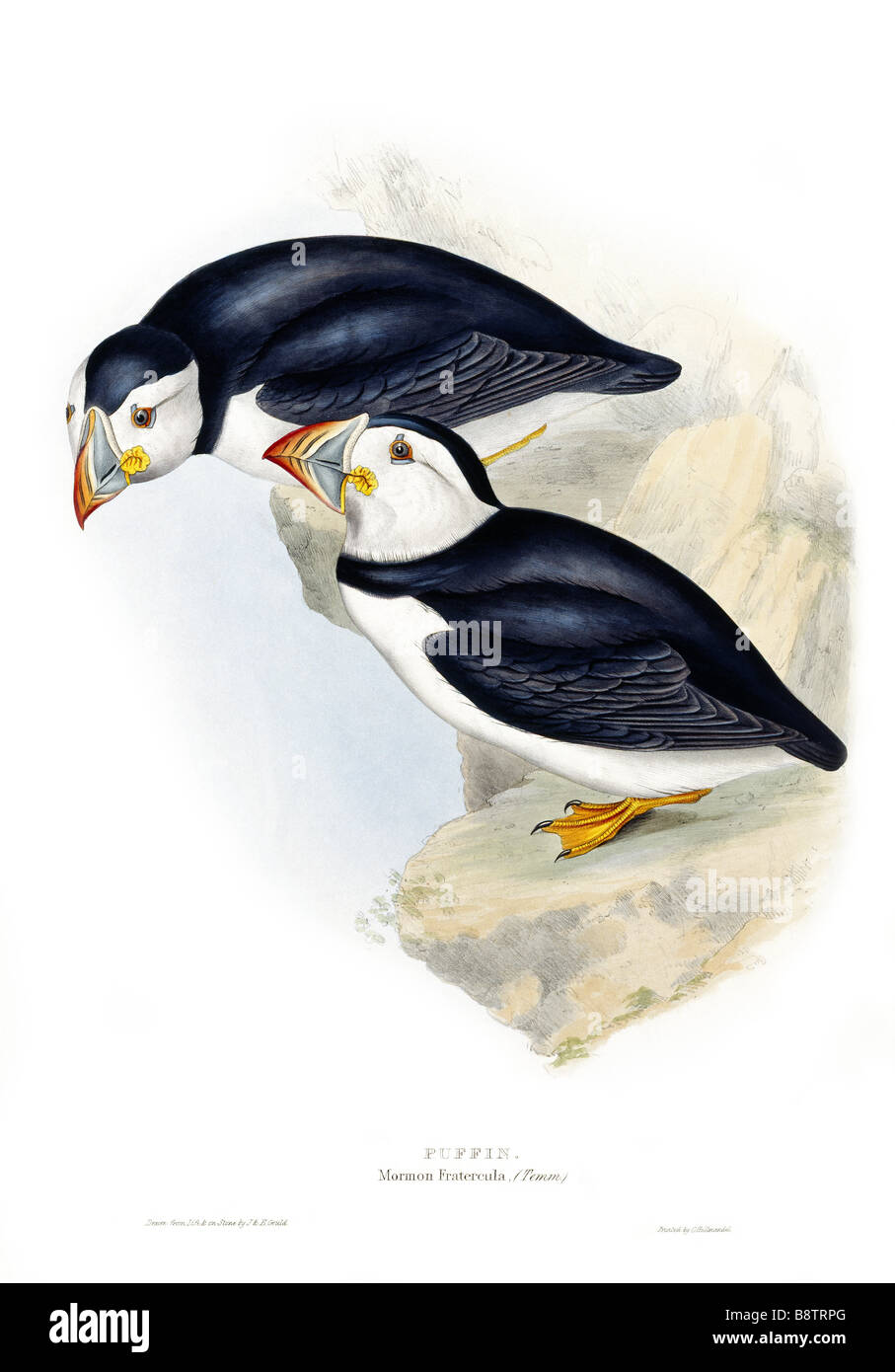 Large Billed Puffin Audubon