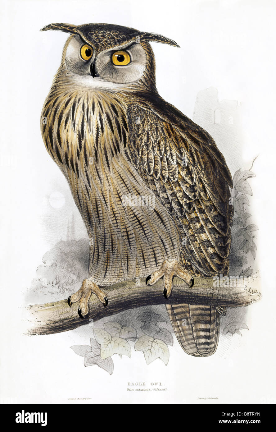 BIRDS OF EUROPE EAGLE OWL Bubo maximus by John Gould London 1837 from ...
