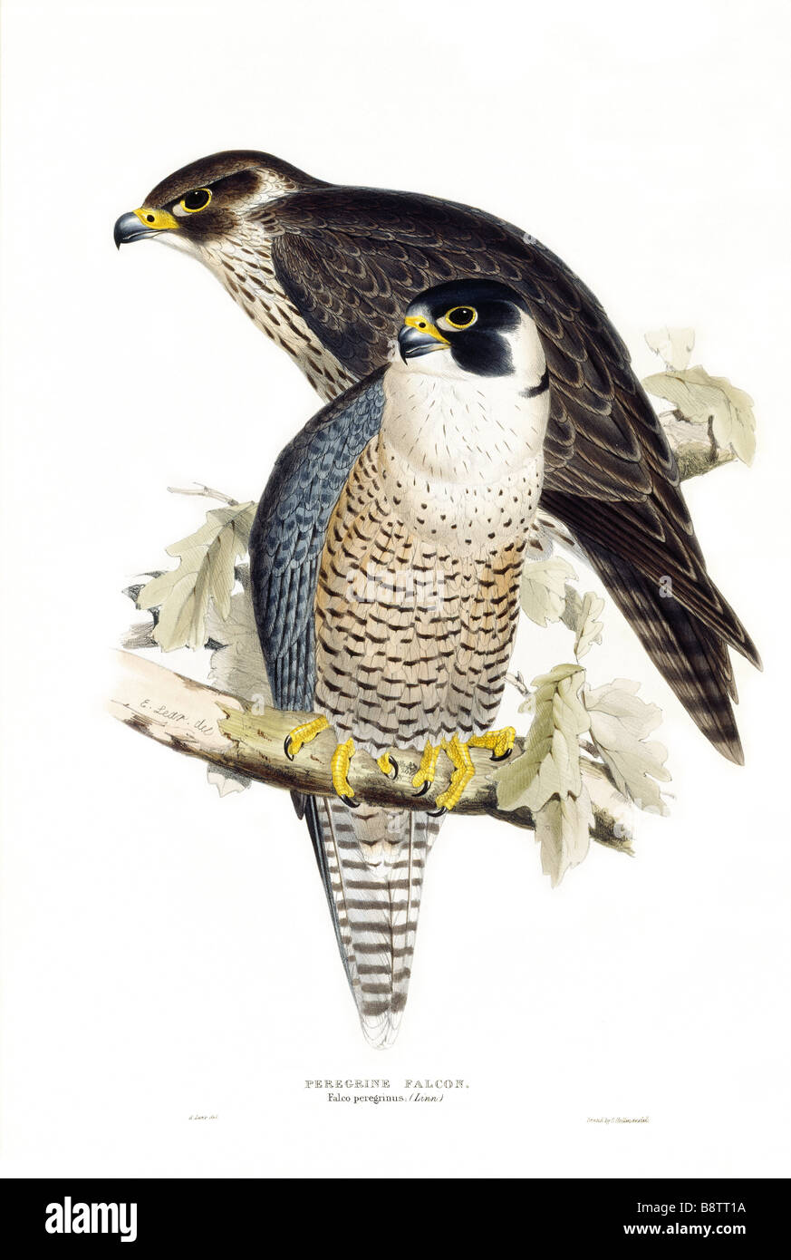Peregrine falcon Cut Out Stock Images & Pictures - Alamy