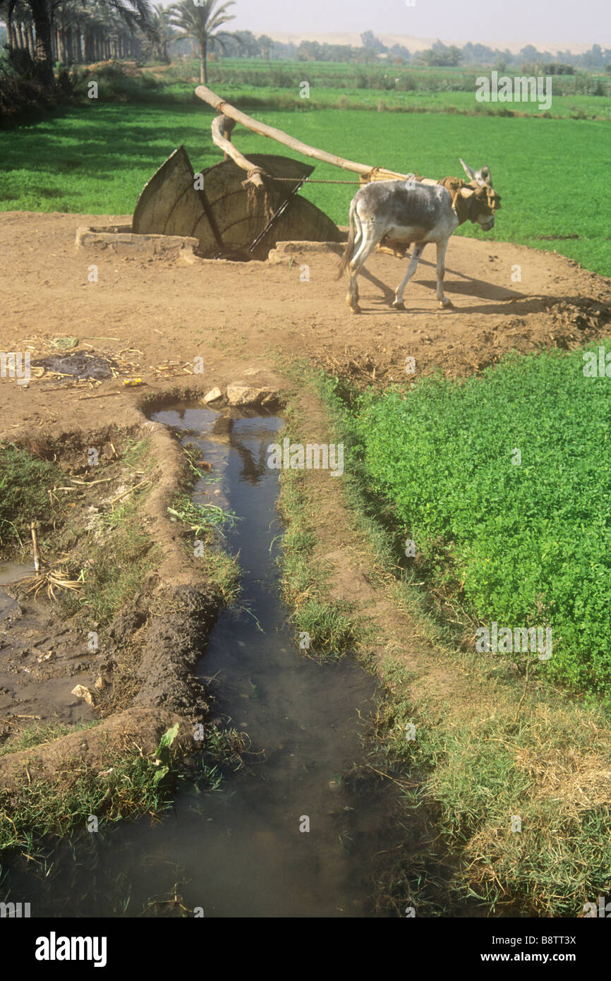 Sakia irrigation hi-res stock photography and images - Alamy