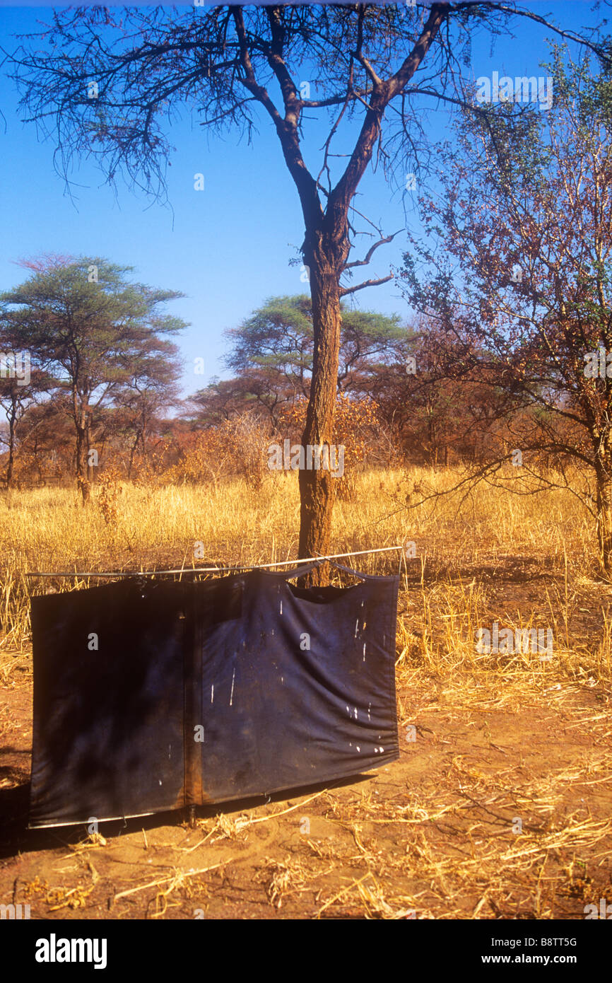 A cloth soaked with chemicals is a simple but effective tsetse fly trap ...