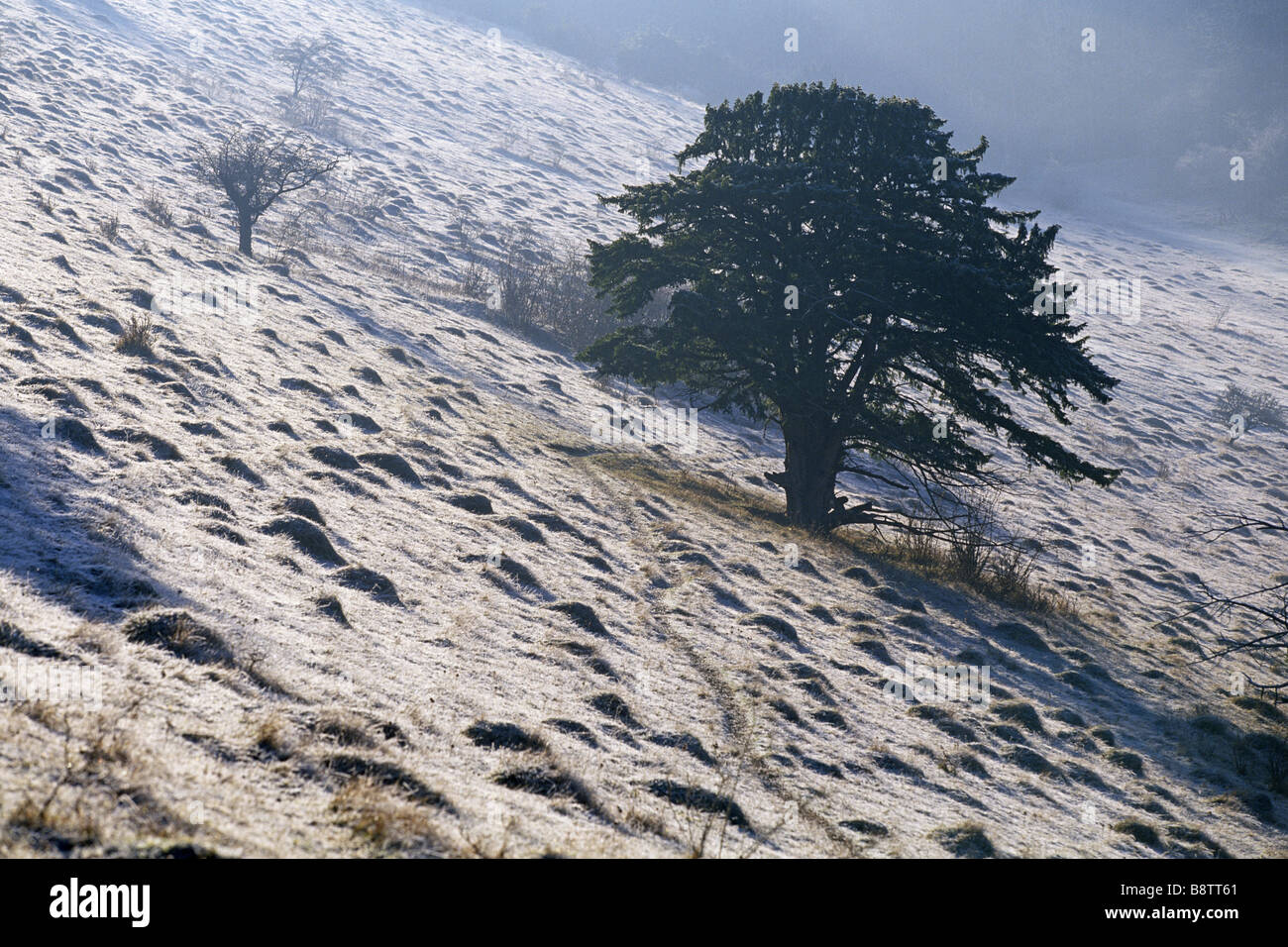 A solitary Box tree on the frost covered slope of Box Hill seen in the ...