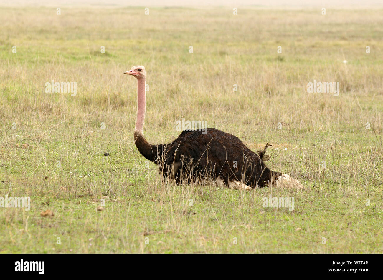 Ostrich Struthio camelus large flightless bird native to Africa Stock ...
