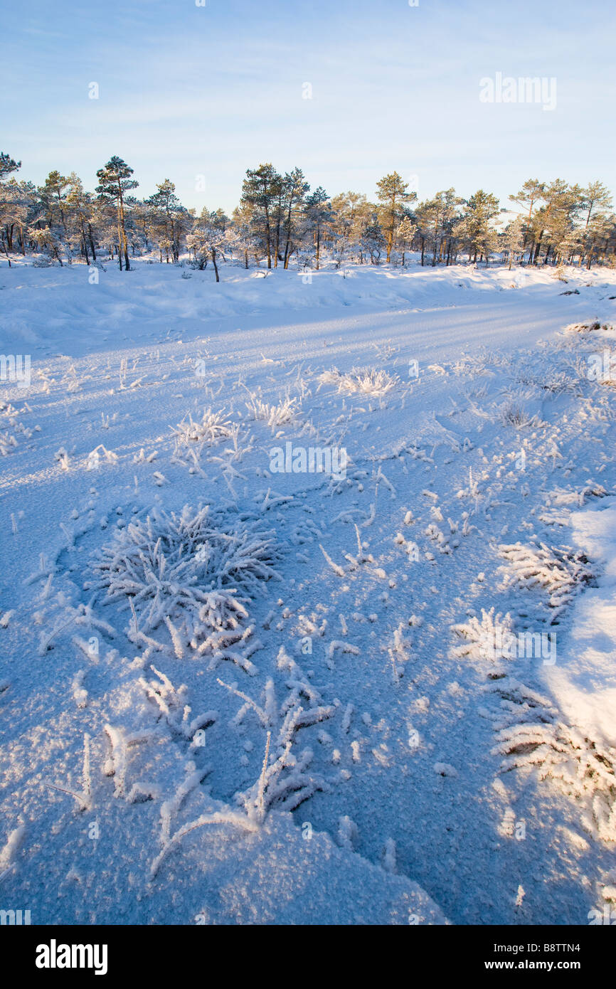 Frozen bog hi-res stock photography and images - Alamy