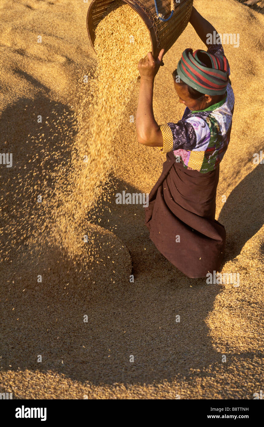 Woman winnowing rice at a rice mill near Loi Kaw Kayah State Burma ...
