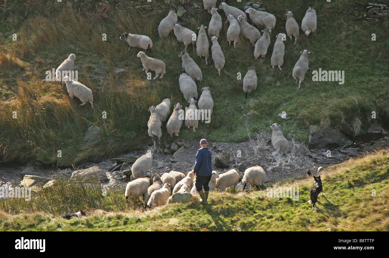 Sheep following shepherd hi-res stock photography and images - Alamy