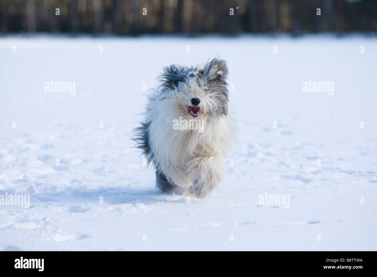 Old English sheepdog running in the snow Stock Photo - Alamy