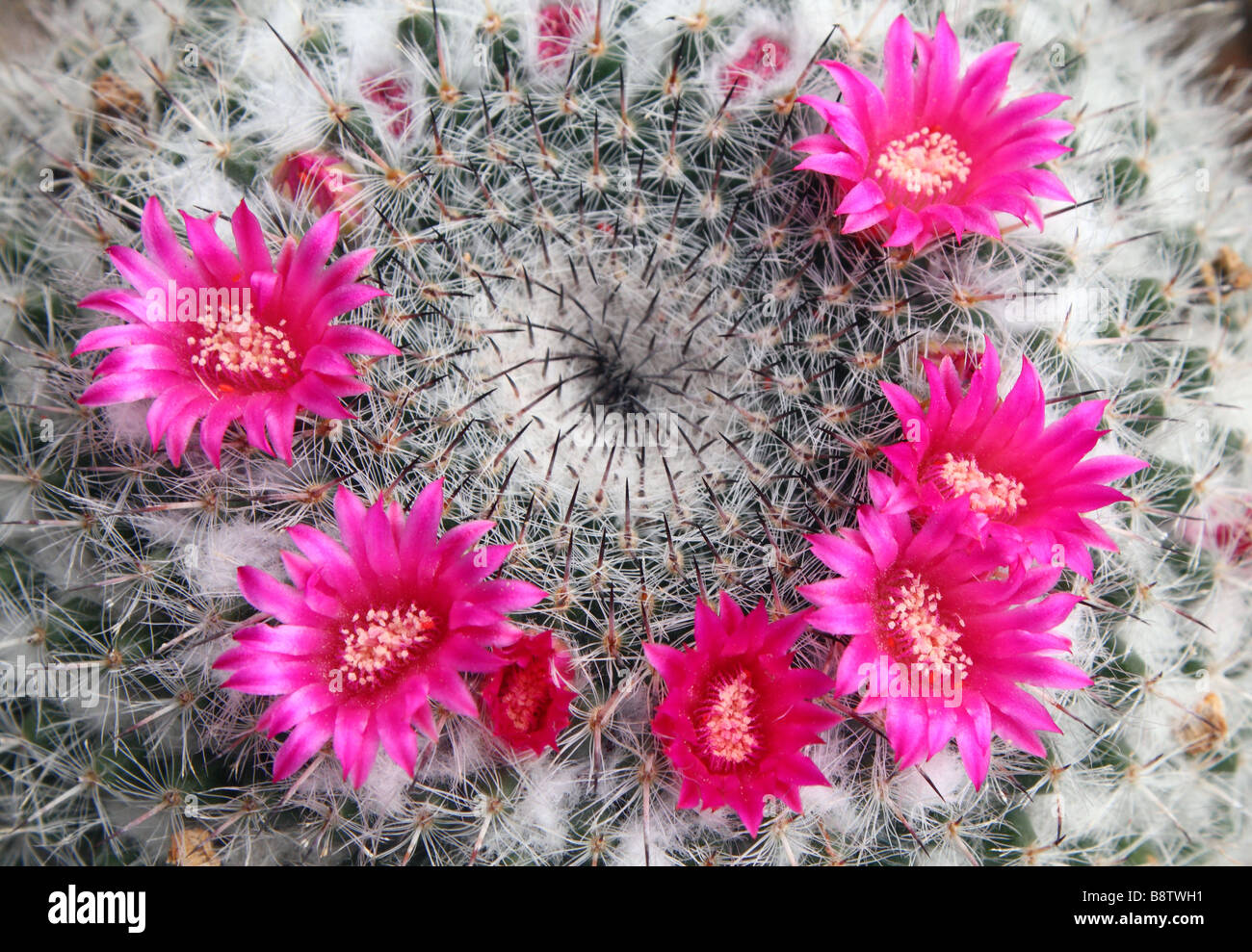 Mammillaria cactus flowers hi-res stock photography and images - Alamy