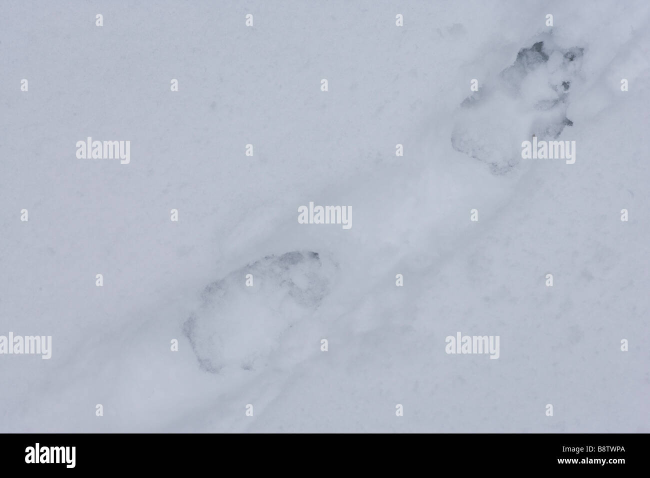 Wolf track hi-res stock photography and images - Alamy