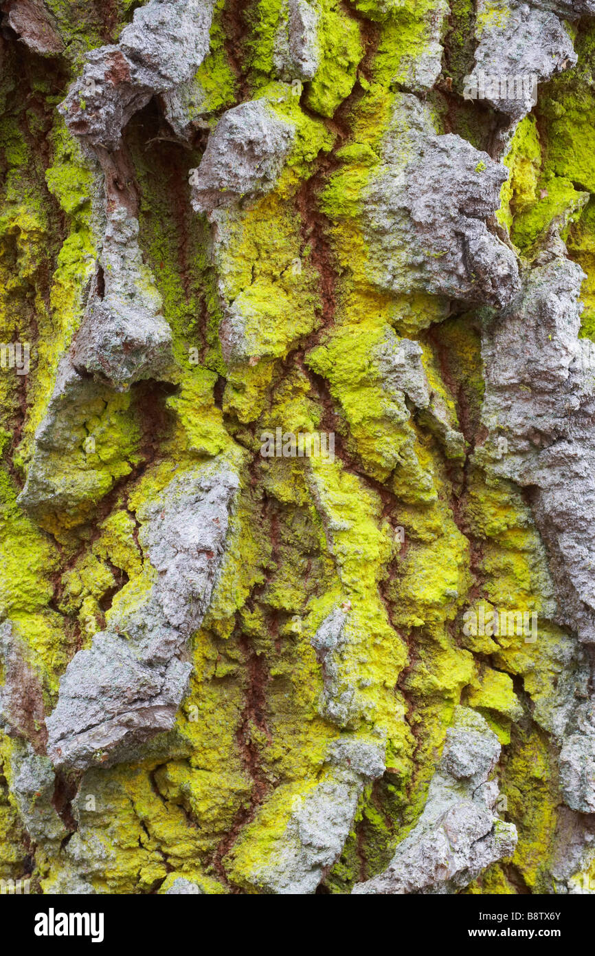 Lichens growing on oak tree Stock Photo - Alamy