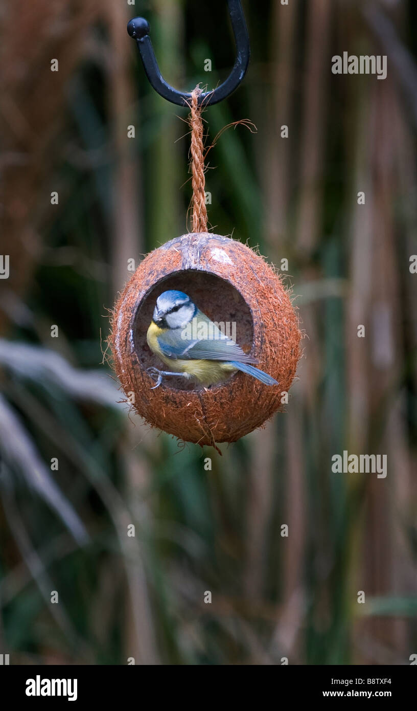 Blue Tit Parus caeruleus feeding in a coconut shell Stock Photo - Alamy