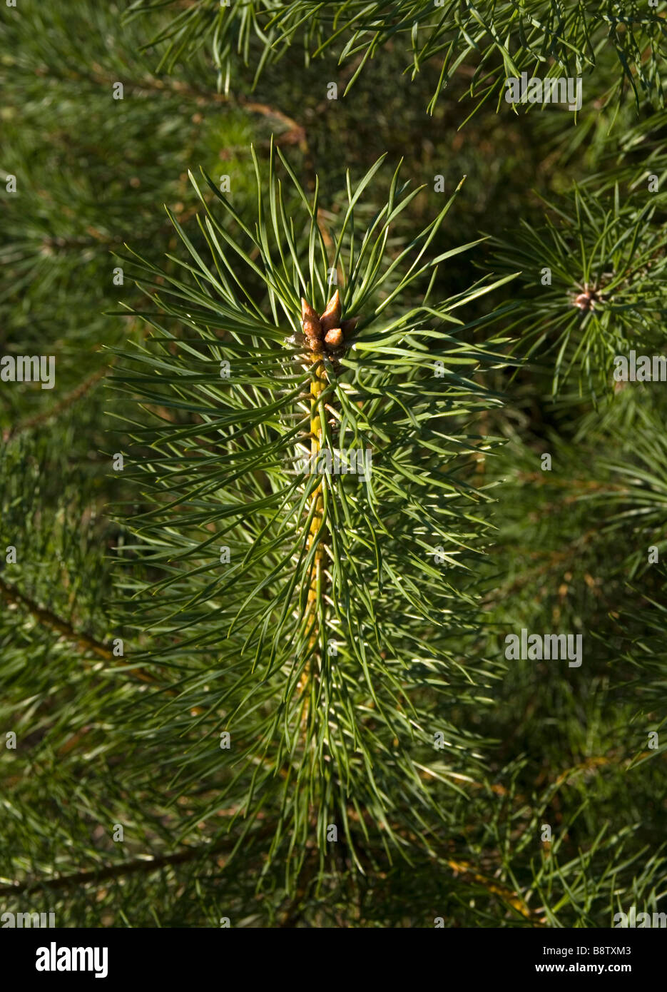 Conifer fir tree Stock Photo - Alamy