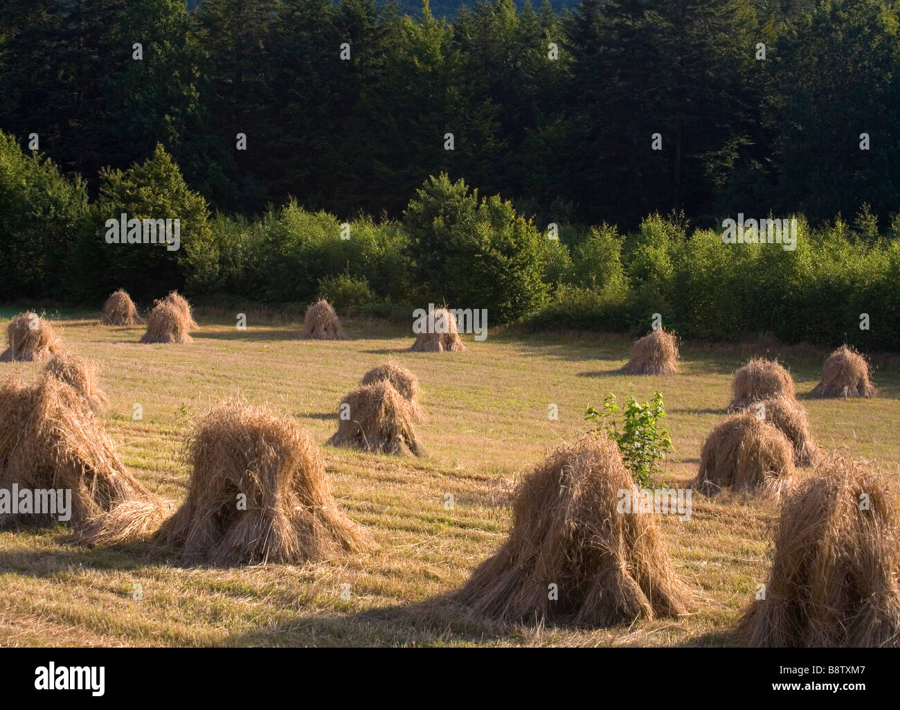 Wheat sheaths hi-res stock photography and images - Alamy
