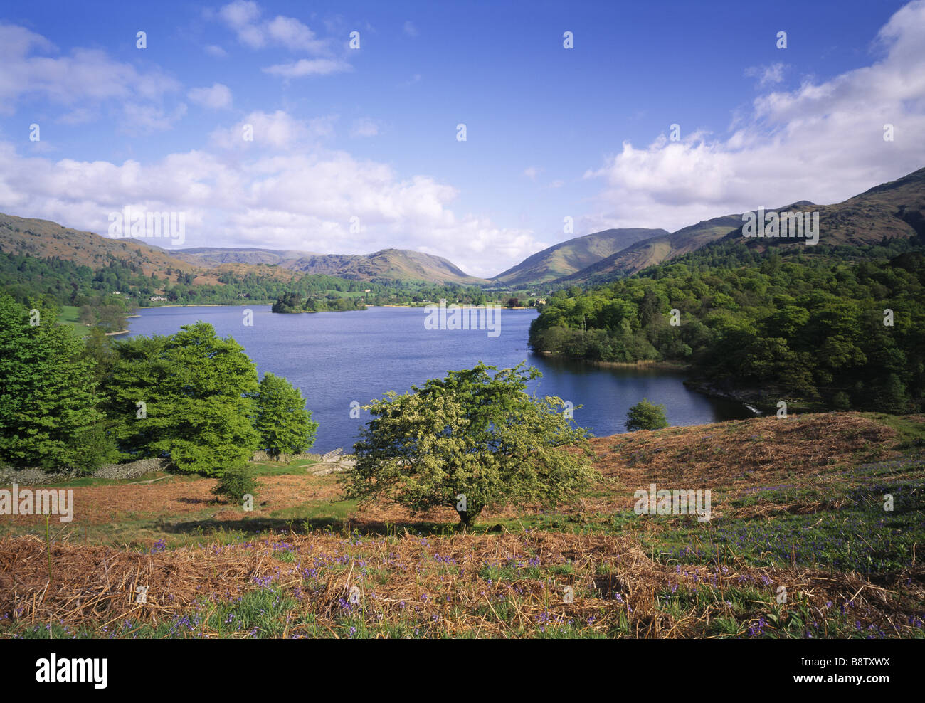 The blue water of Grasmere from Loughrigg Terrace Trees line the banks ...