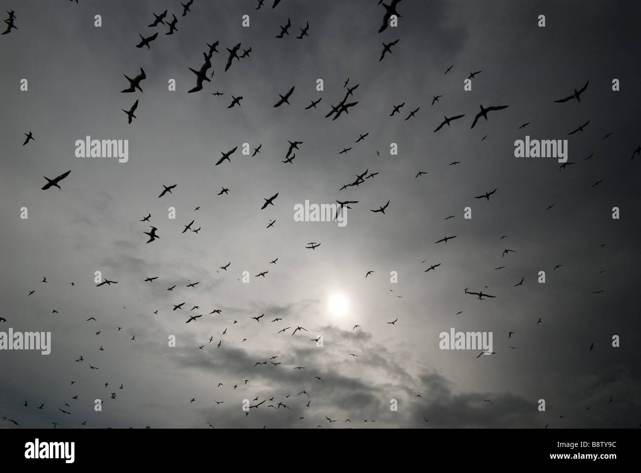 photograph of gannets flying against the sun Stock Photo - Alamy