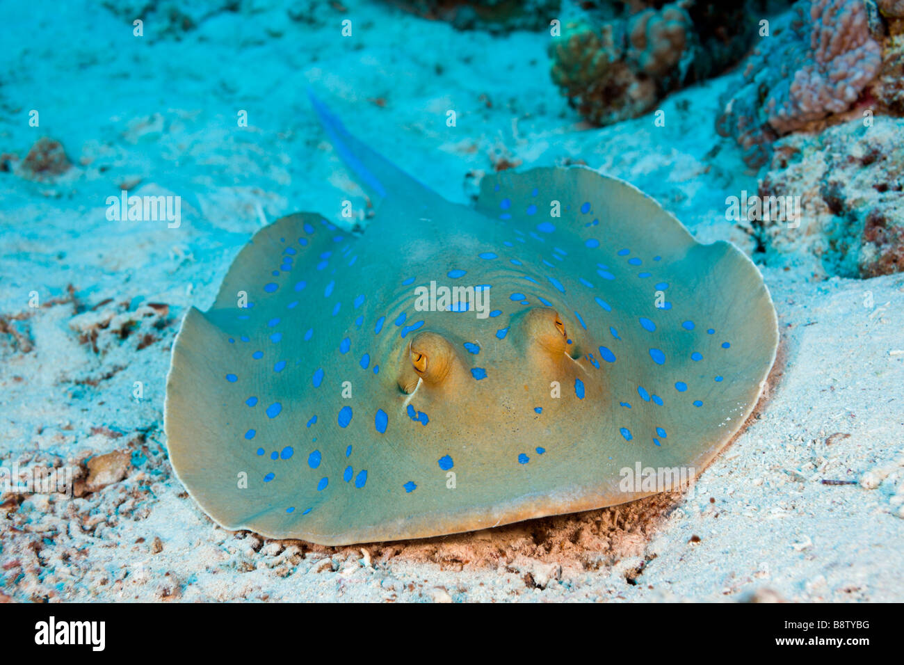 Blue spotted Stingray Taeniura lymma Marsa Alam Red Sea Egypt Stock ...