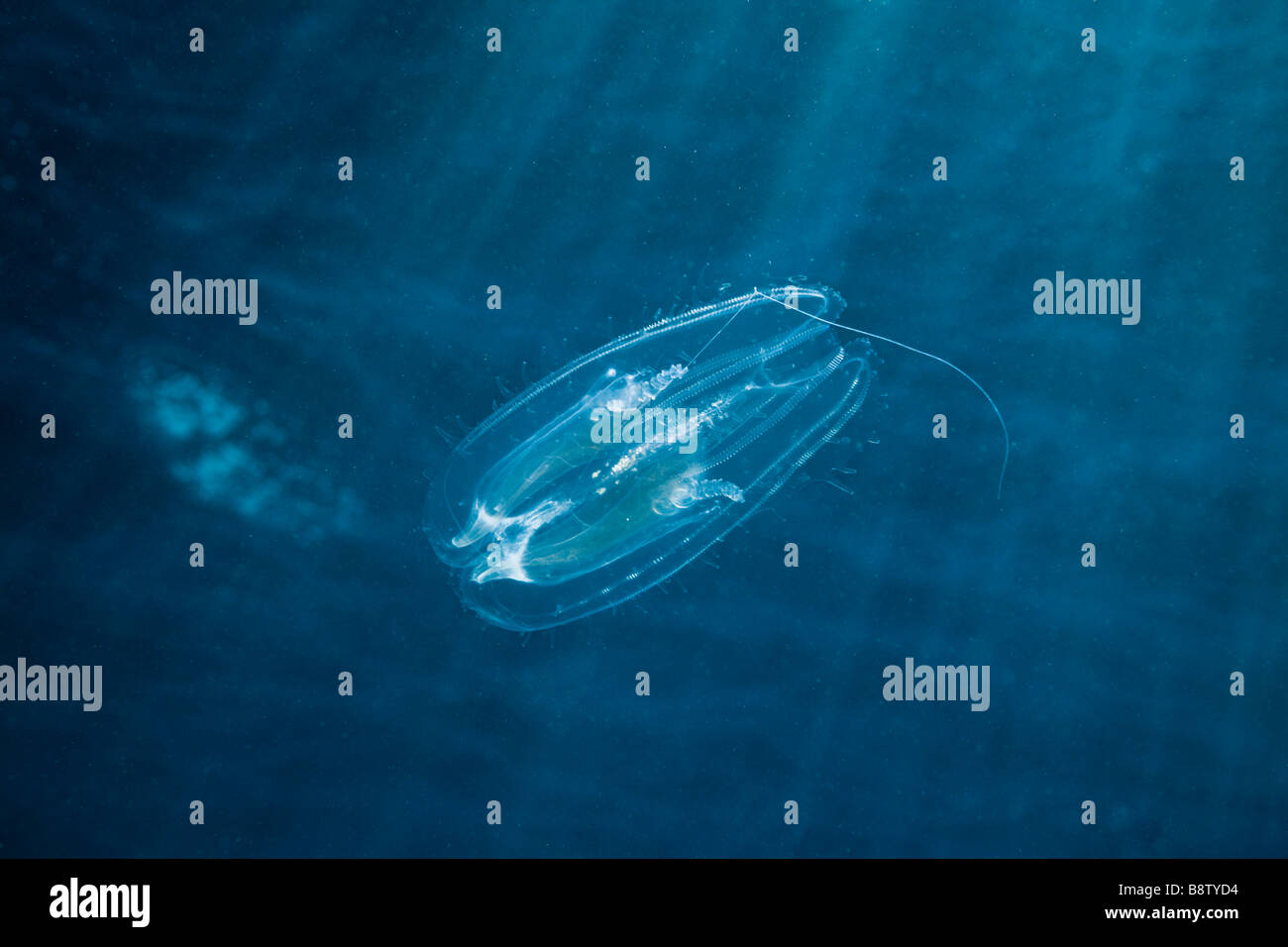 Comb Jellyfish Stock Photos & Comb Jellyfish Stock Images - Alamy