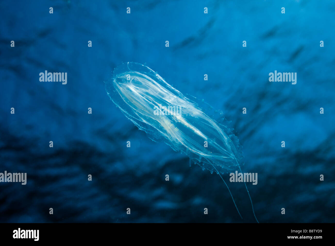 Comb Jellyfish Tentaculata Safaga Red Sea Egypt Stock Photo - Alamy