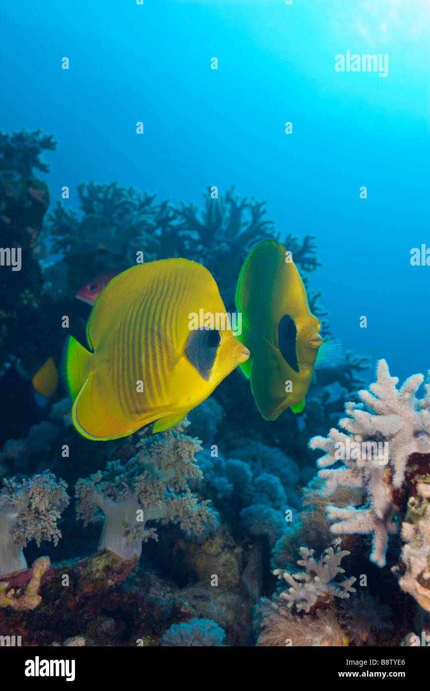 Lemon butterflyfish hi-res stock photography and images - Alamy