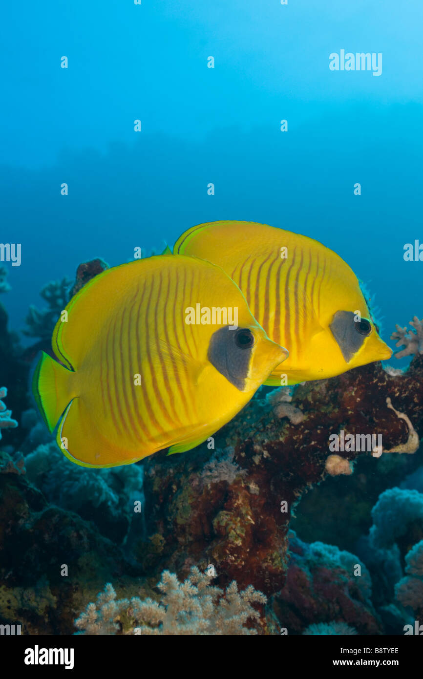 Pair of Masked Butterflyfish Chaetodon semilarvatus Nuweiba Sinai Red ...
