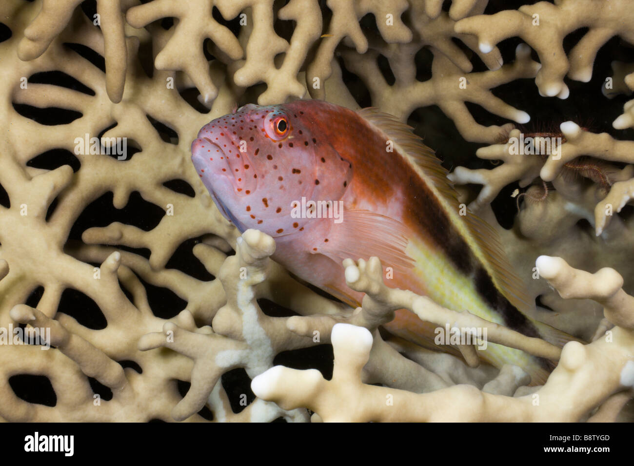 Blackside Hawkfish in Fire Coral Paracirrhites forsteri Nuweiba Sinai ...