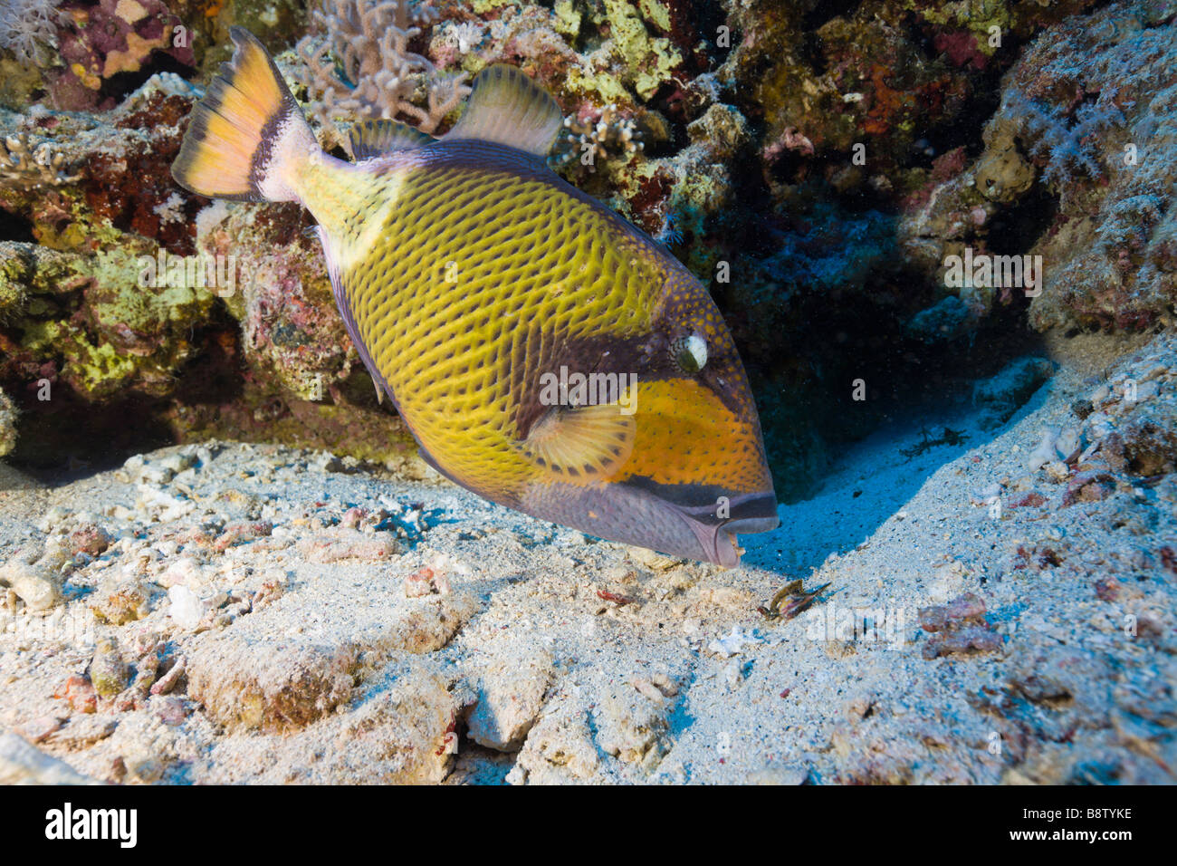 Titan trigger fish hi-res stock photography and images - Alamy