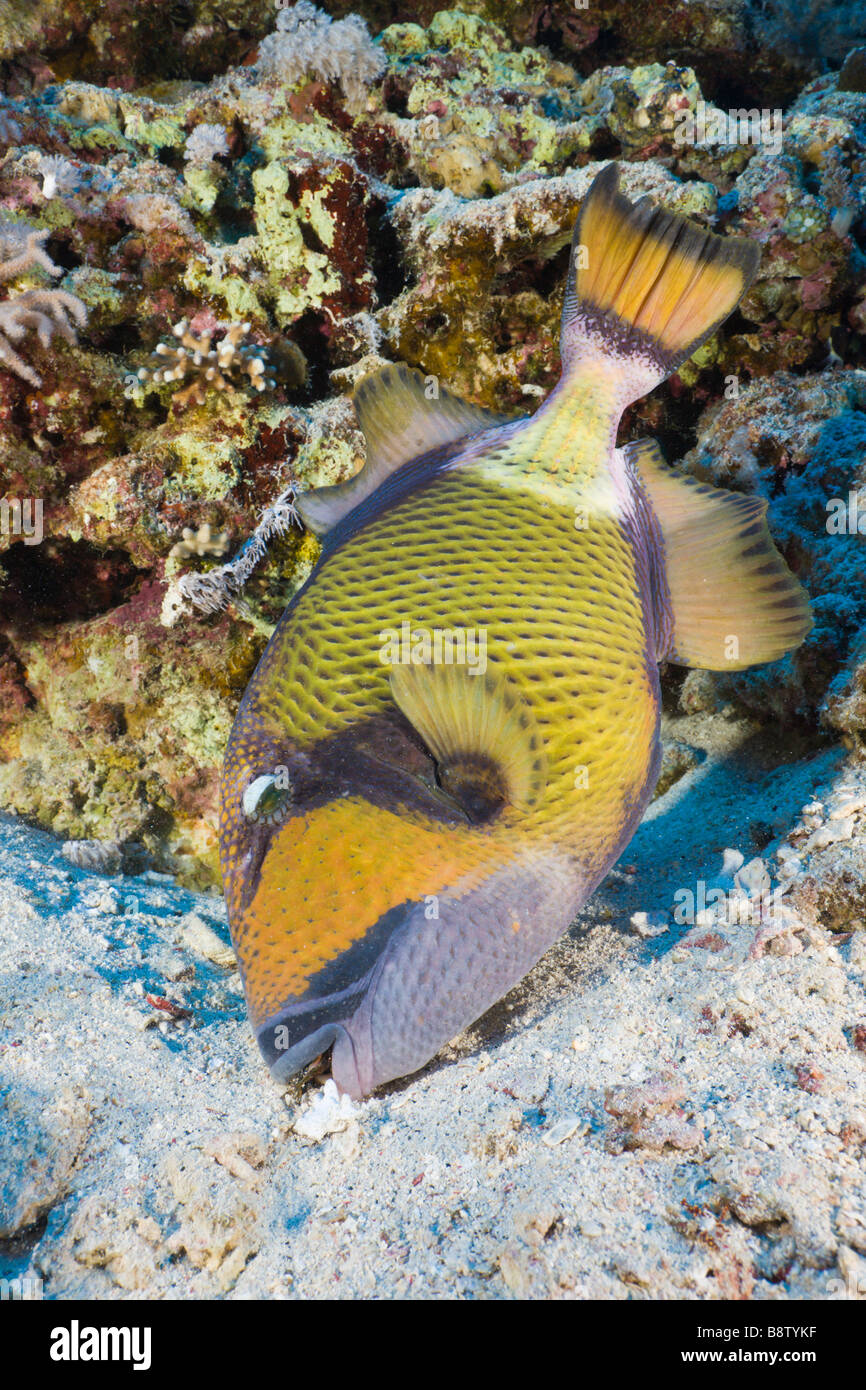 Titan triggerfish fish hi-res stock photography and images - Alamy