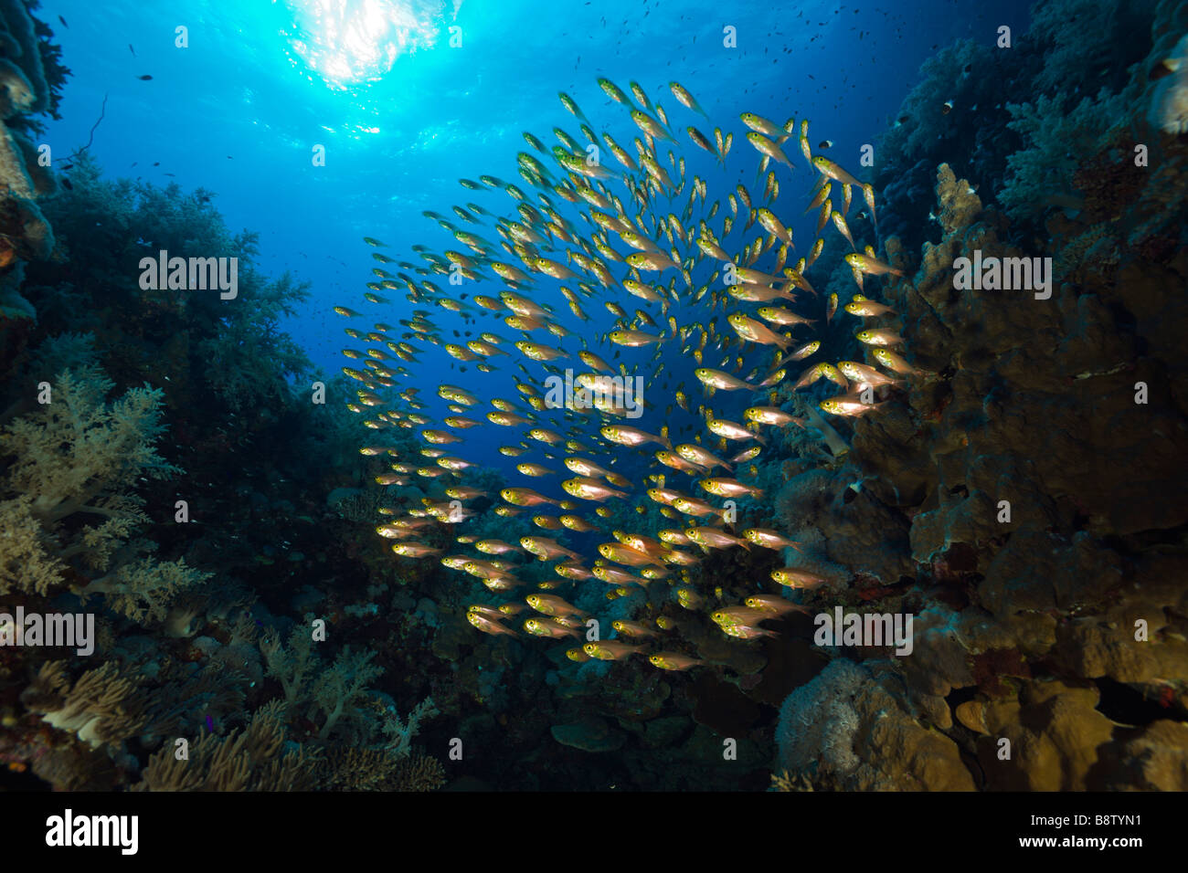 Red sea sweeper hi-res stock photography and images - Alamy
