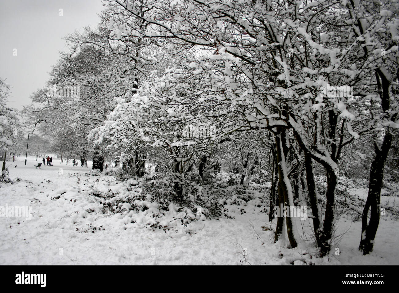 Snowy trees, snow-scene, snow,winter,white,park,weather,snowing Stock ...