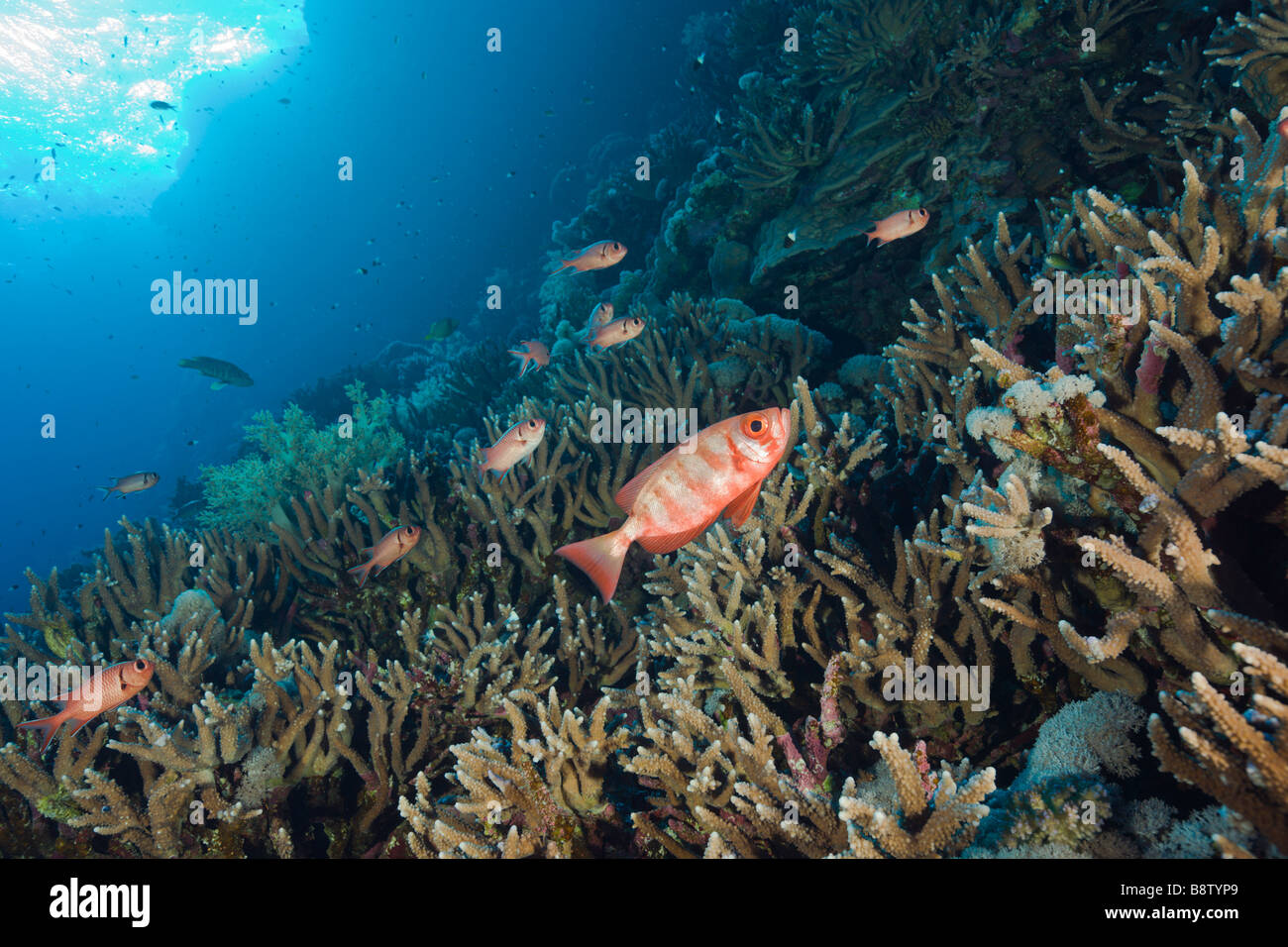Common Red Bigeye Priacanthus hamrur Ras Mohammed Sinai Red Sea Egypt ...
