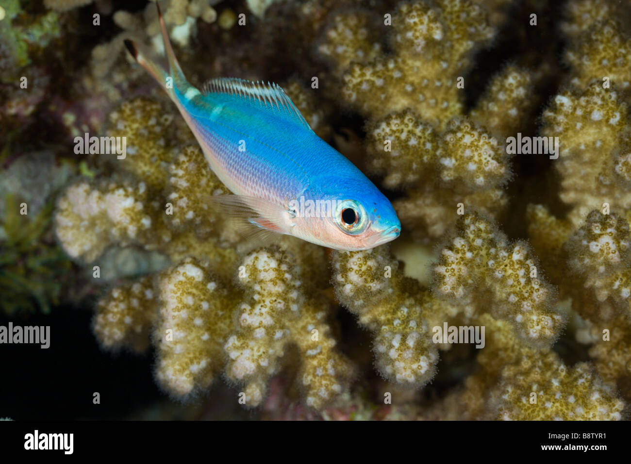 Red sea fusilier fish hi-res stock photography and images - Alamy
