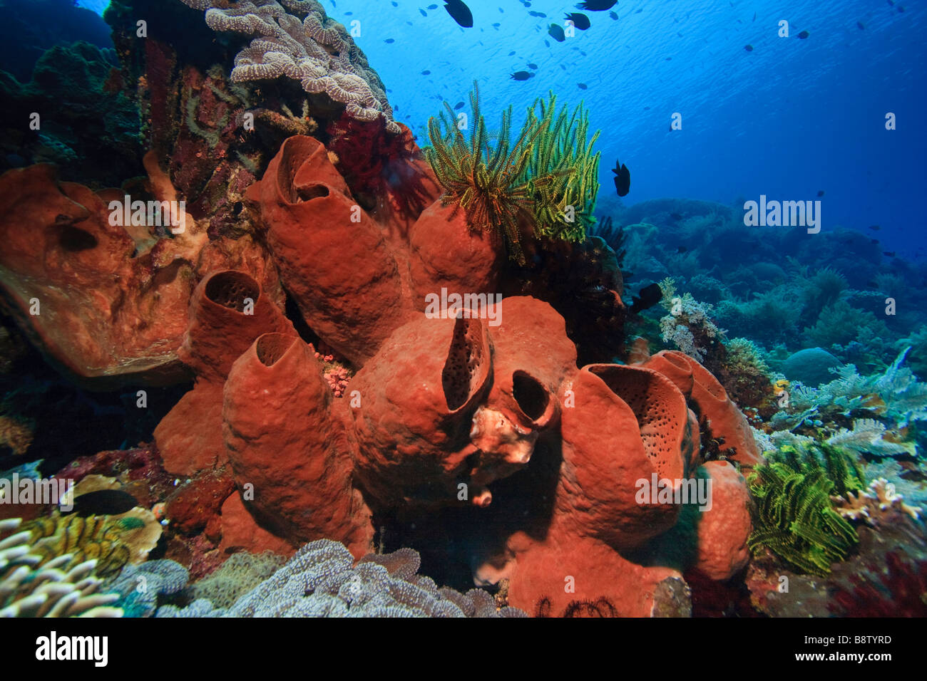 Sloping vertical wall off Bunaken Island Stock Photo - Alamy
