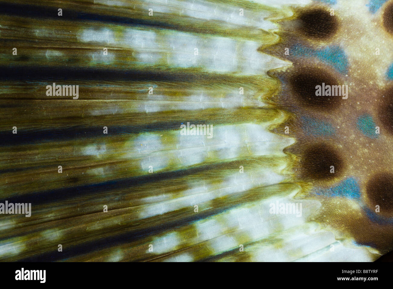 Tail of Scribbled Filefish Aluterus scriptus Marsa Alam Red Sea Egypt ...