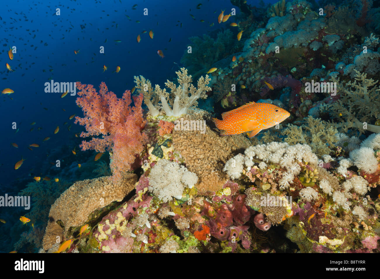 Coral Grouper and Soft Corals Cephalopholis miniatus Elphinestone Reef ...
