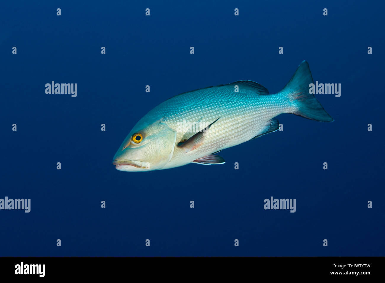 Twin spot snapper fish hi-res stock photography and images - Alamy