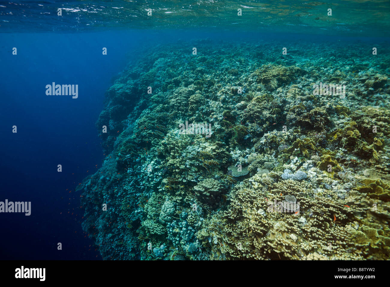 Reef Top with Hard Corals Acropora Elphinestone Reef Red Sea Egypt ...