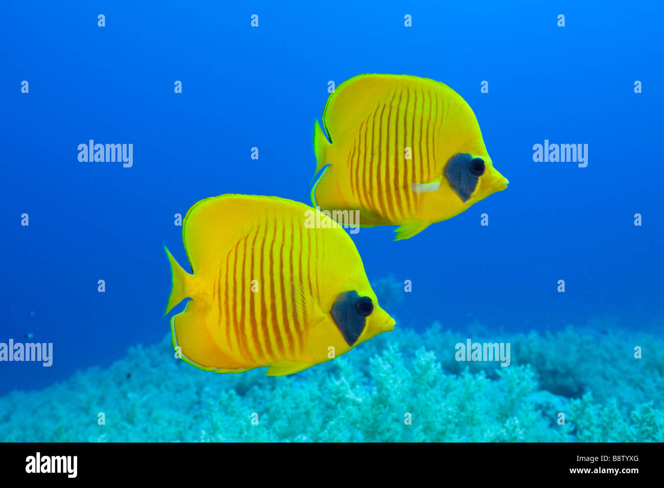Lemon butterflyfish hi-res stock photography and images - Alamy