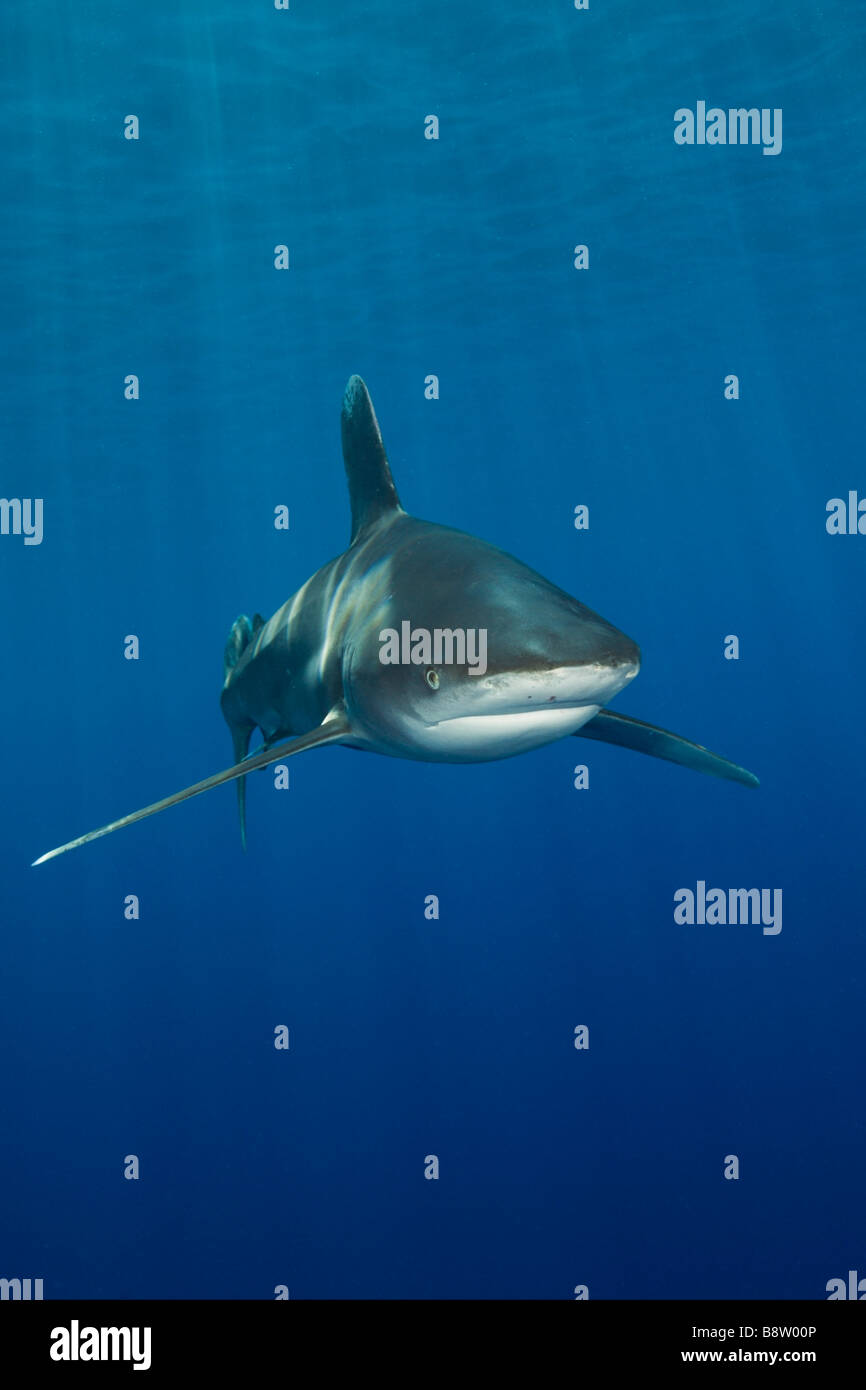 Oceanic Whitetip Shark Carcharhinus longimanus Brother Islands Red Sea Egypt Stock Photo - Alamy