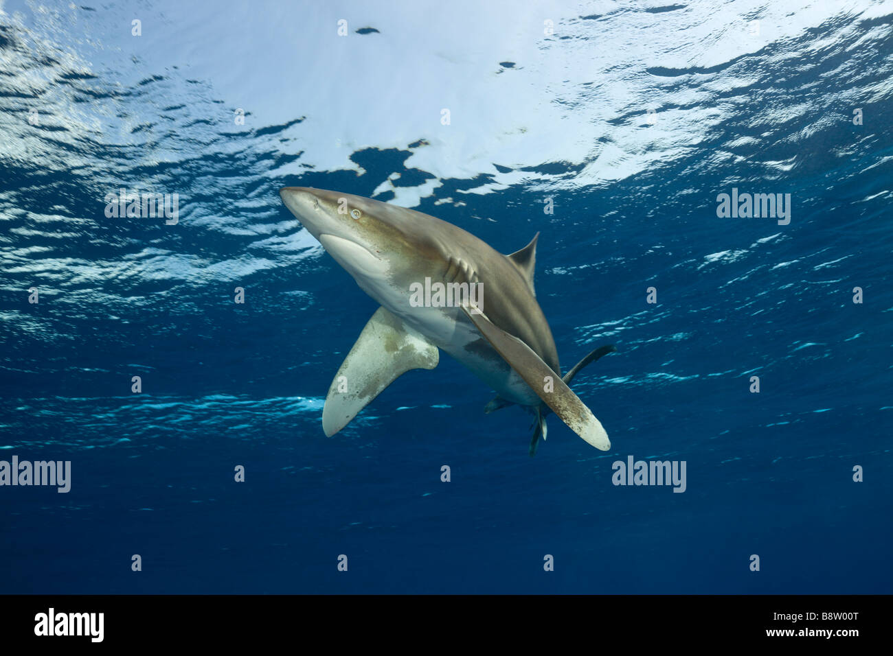 Oceanic Whitetip Shark Carcharhinus longimanus Brother Islands Red Sea ...