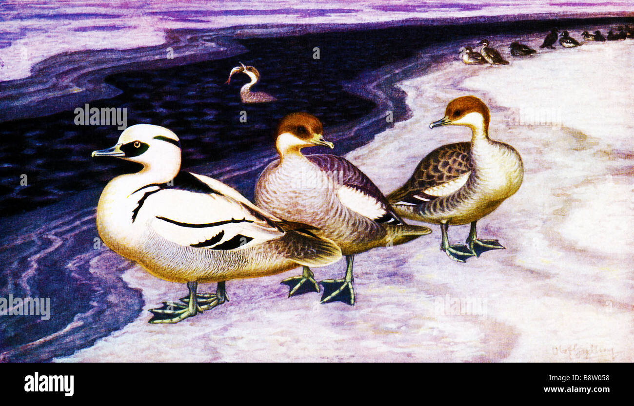 Illustration of ducks during winter Stock Photo - Alamy