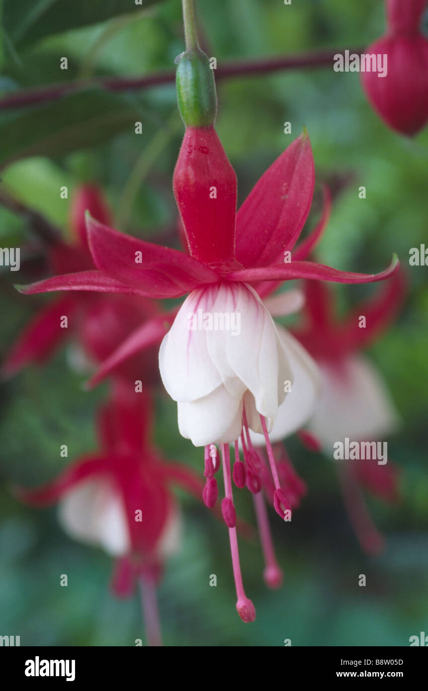 Fuchsia snowcap hi-res stock photography and images - Alamy