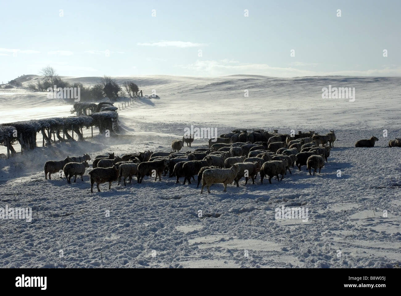 Winter grazing sheep hi-res stock photography and images - Alamy