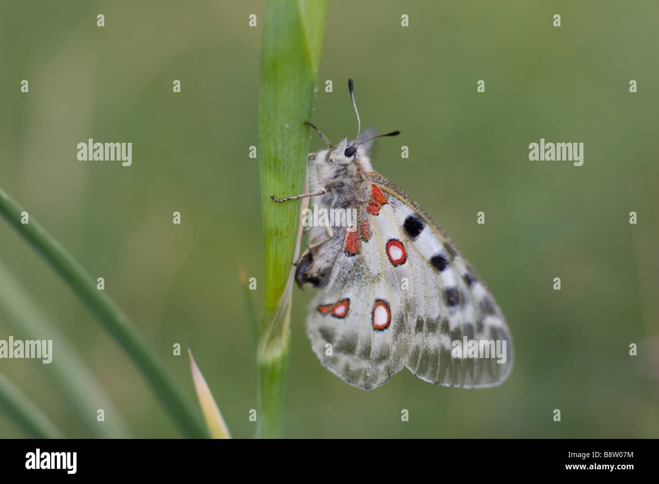 Apollo Parnassius apollo Stock Photo - Alamy